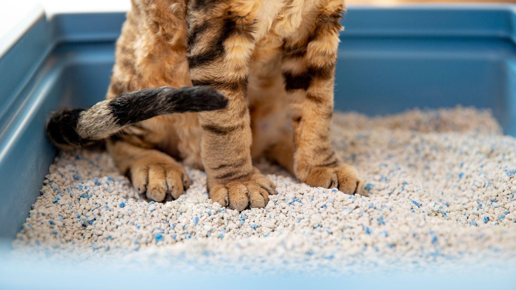 Meilleures Litières Pour Chat 2026 Avis Et Comparatif Tva Nouvelles